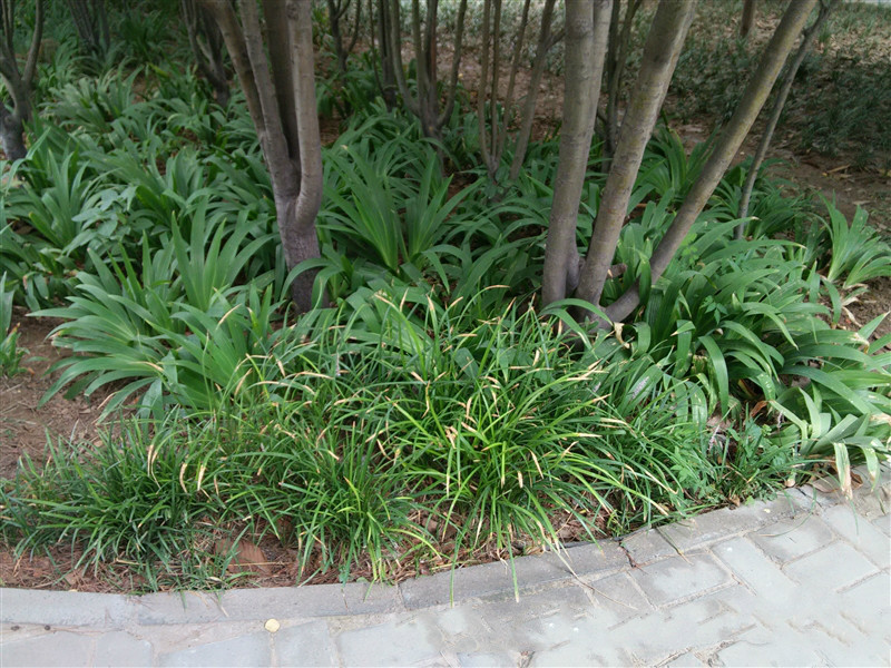 OPPO R3 Review: World's Thinnest 4G Phone - Gizmochina