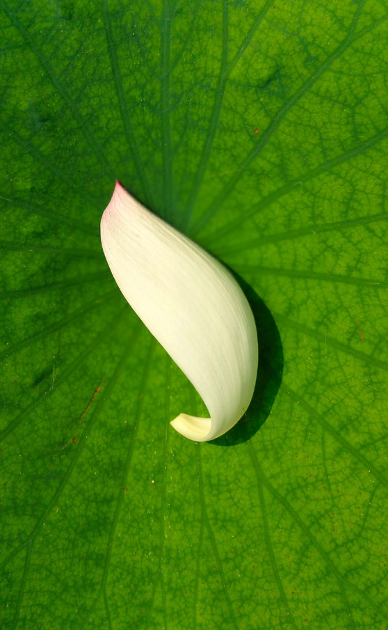 Xiaomi Redmi Pro's Dual cameras explained, plus Official Camera Samples ...