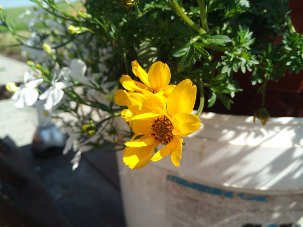 Maze Blade Review - Beautiful Budget Smartphone! - Gizmochina