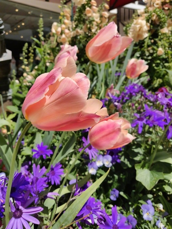 OnePlus 6 Camera Samples Released by OnePlus CEO Reveals Photography ...