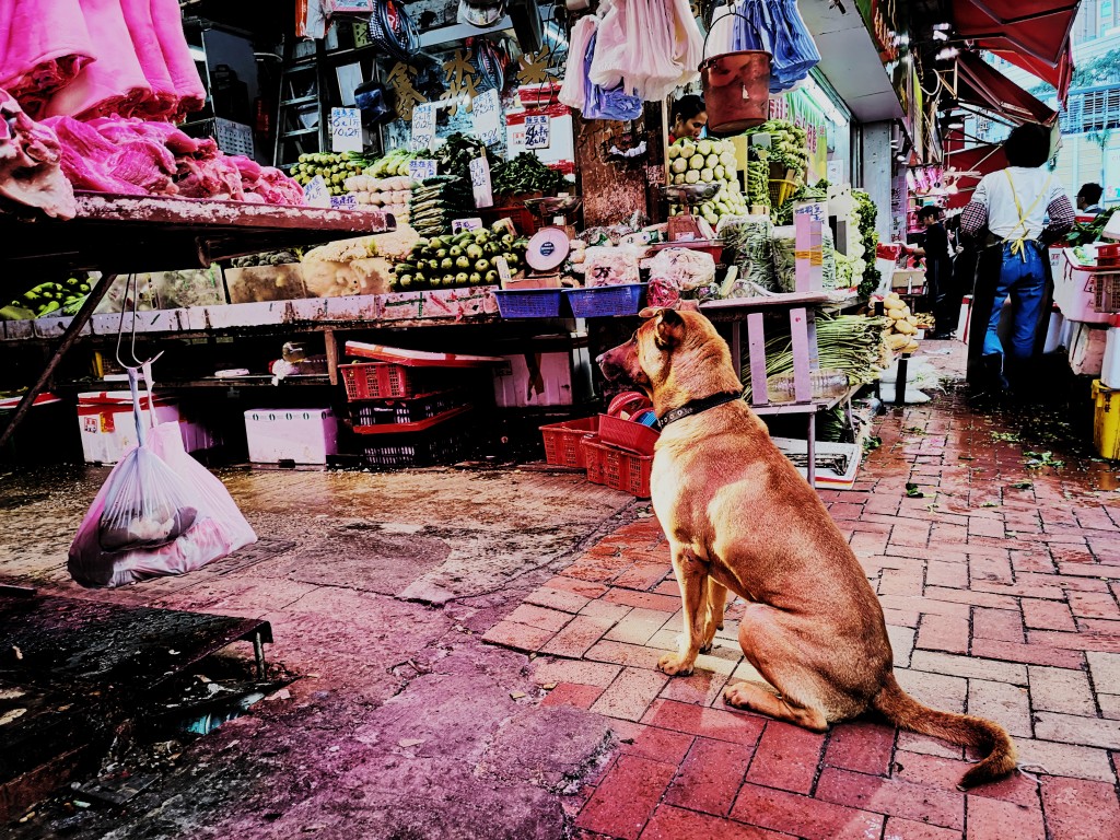 Honor View 20 camera samples reveal photography prowess of 48-megapixel ...