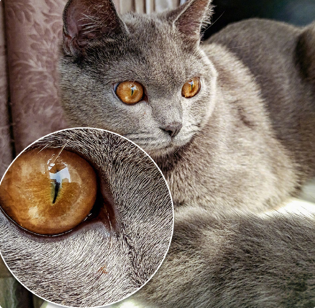 Redmi teases the World's First 64MP Smartphone with a Camera Sample ...