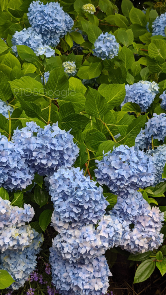 Google Pixel 4 camera samples boast of its exceptional Photography ...