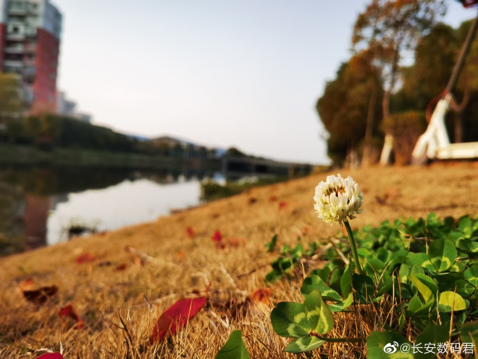 Huawei P40 series camera sample surface online ahead of launch - Gizmochina