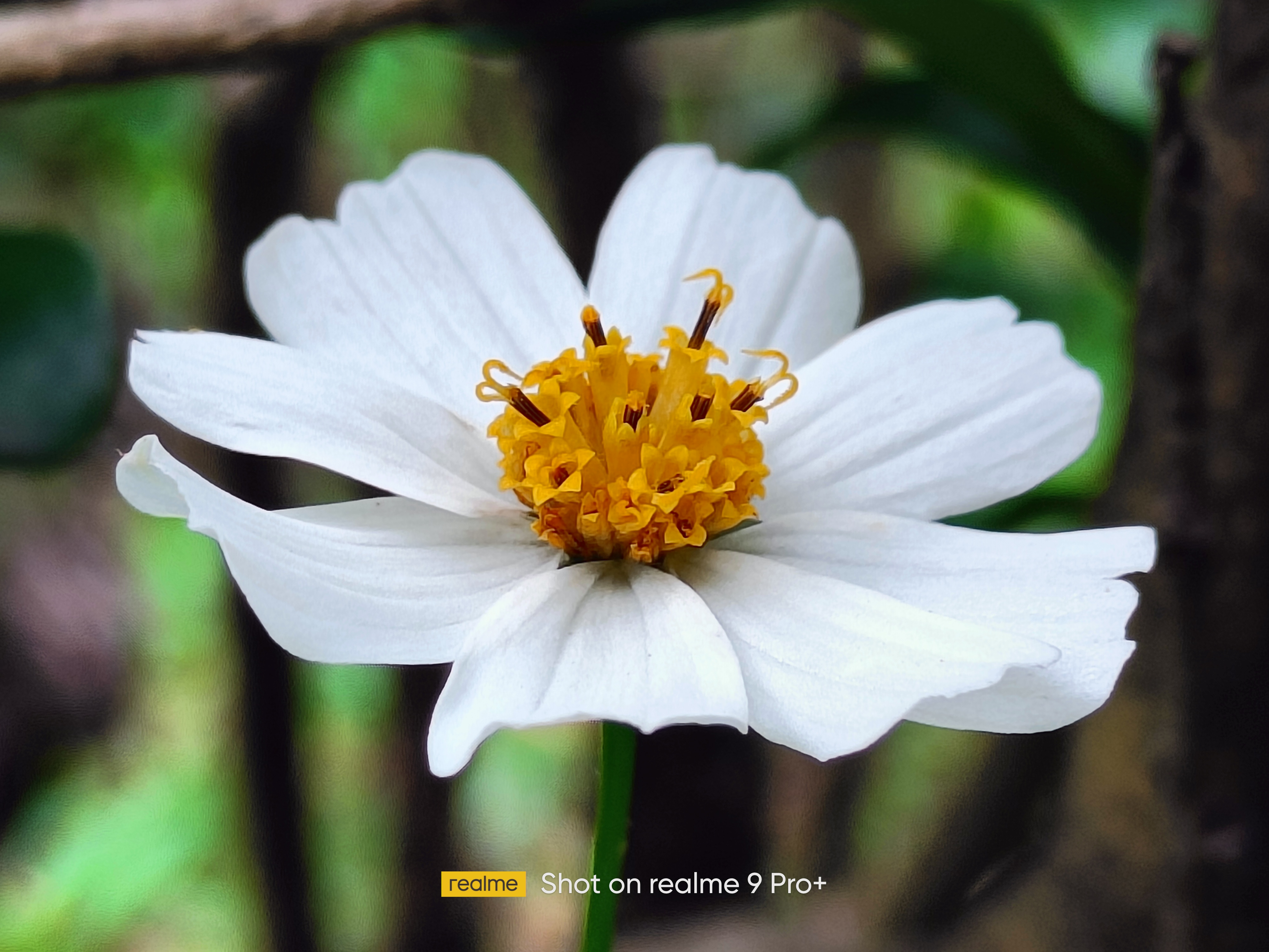 realme 9 Pro Plus Full Review: Color Changing Phone with an Amazing ...