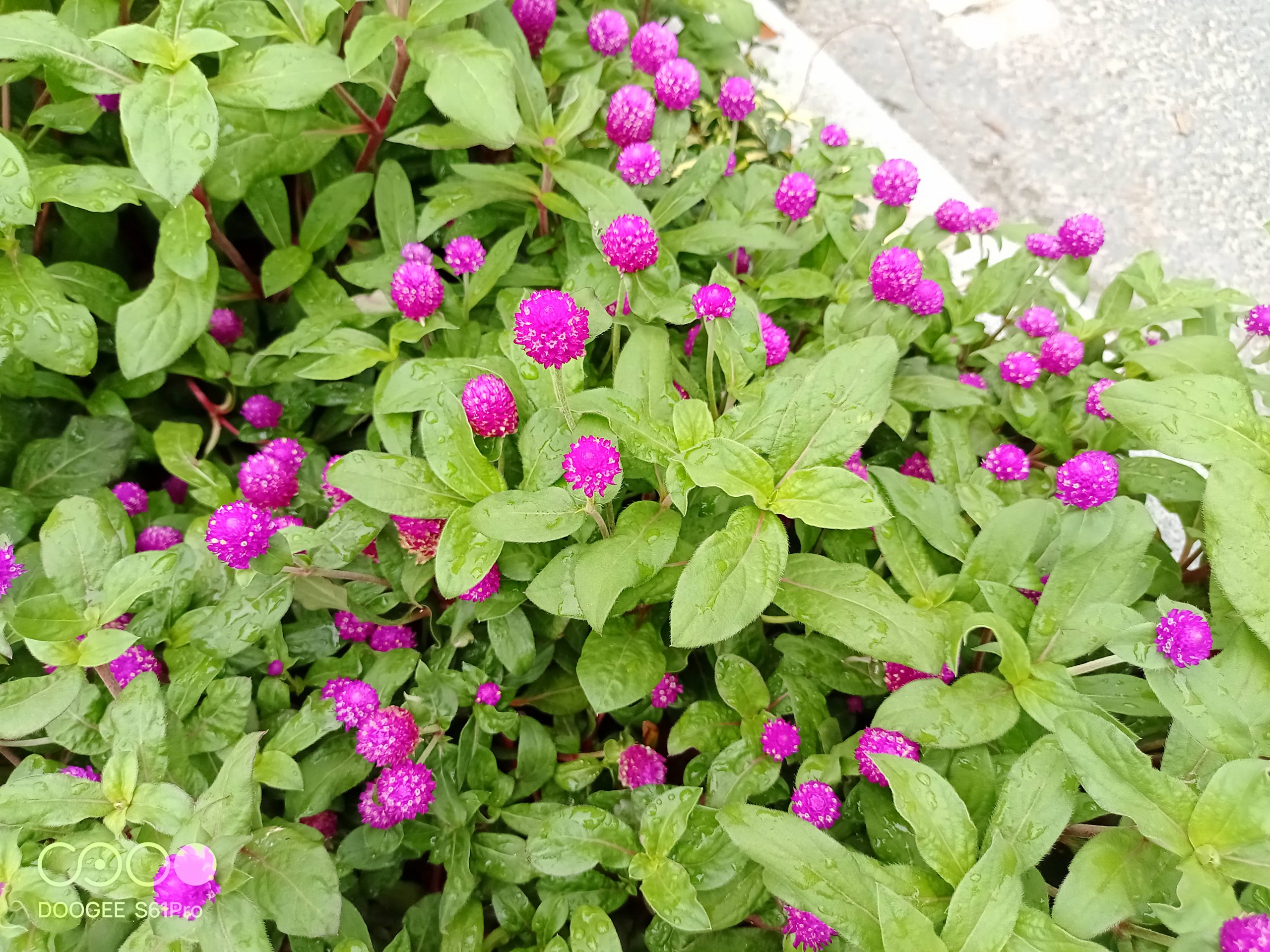 DOOGEE S61 Pro Review: Transparent rugged phone!? - Gizmochina