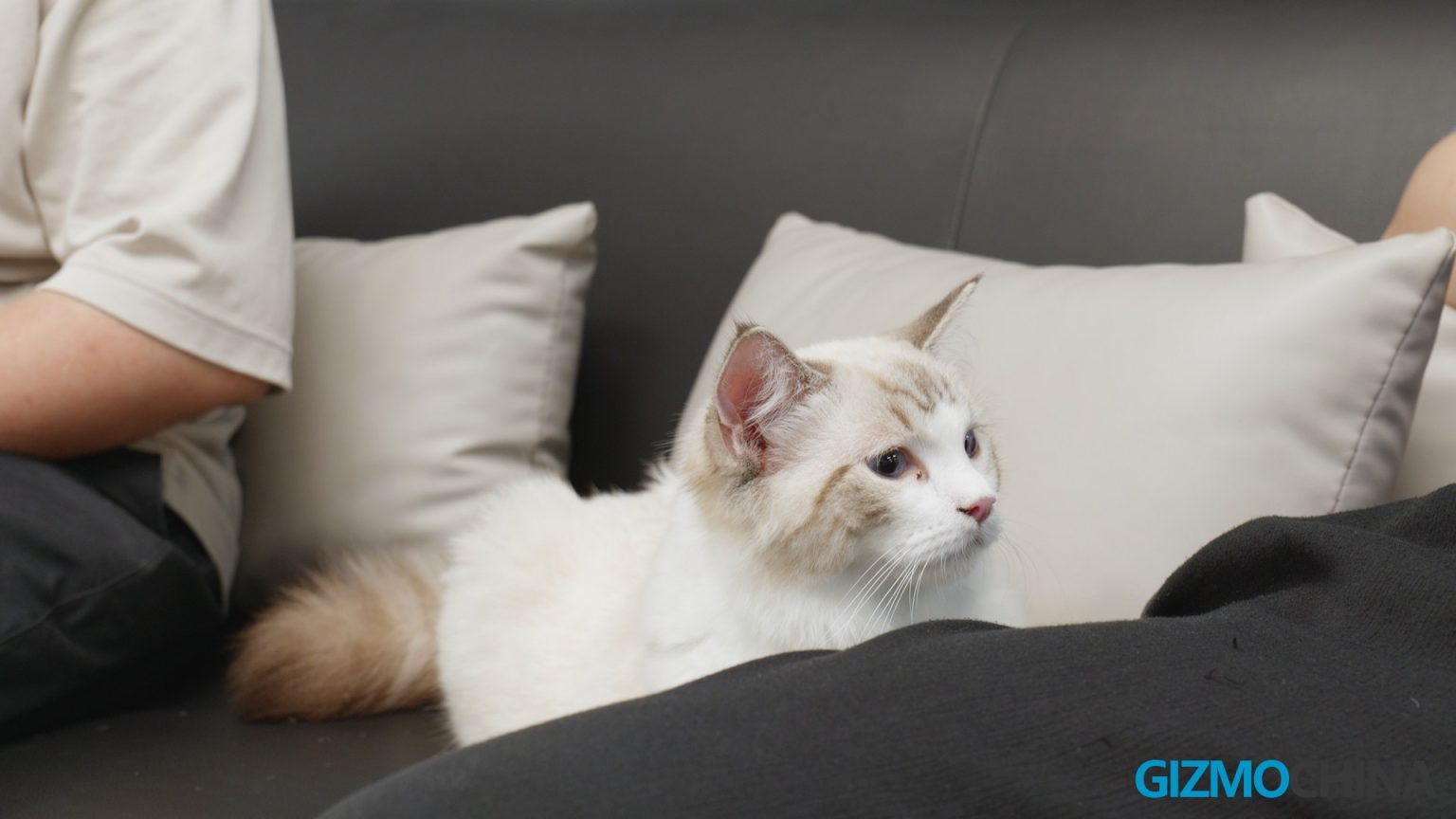 HHOLOVE O Sitter Review: Best companion AI robot for Cats - Gizmochina