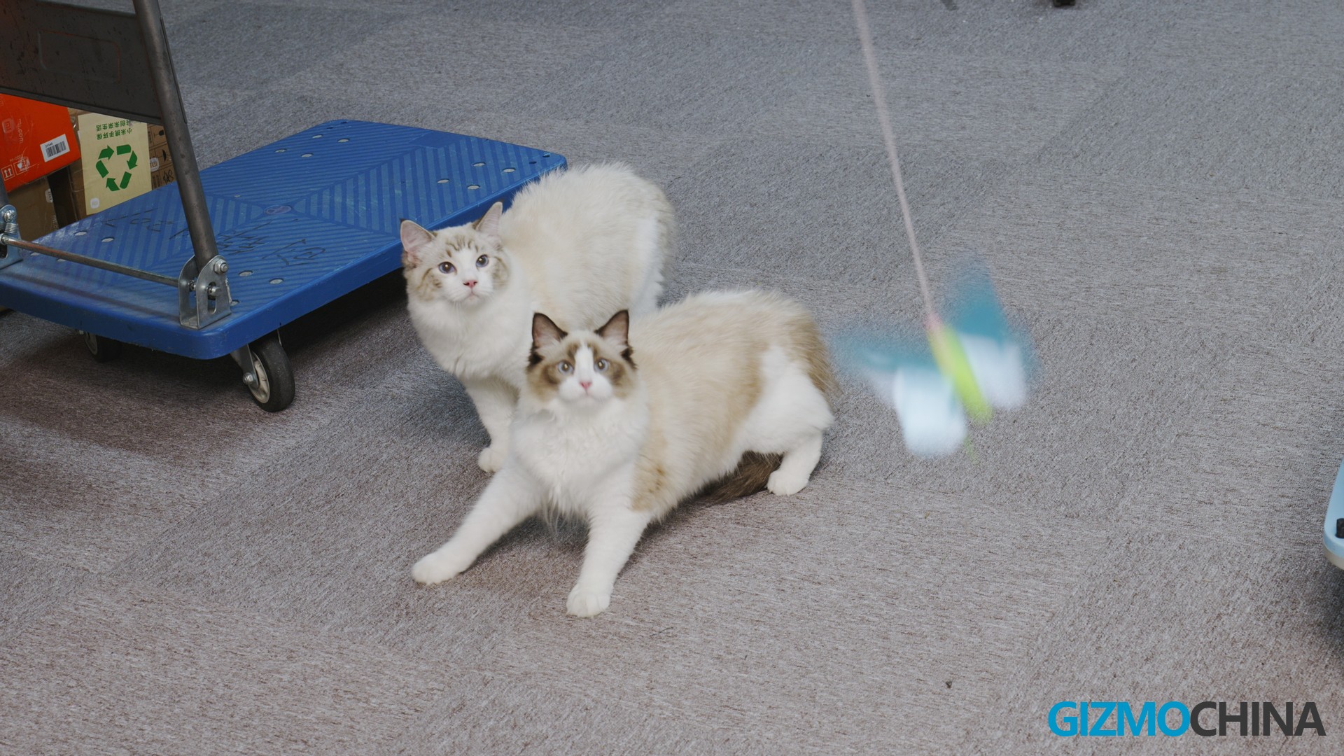 HHOLOVE O Sitter Review: Best companion AI robot for Cats - Gizmochina