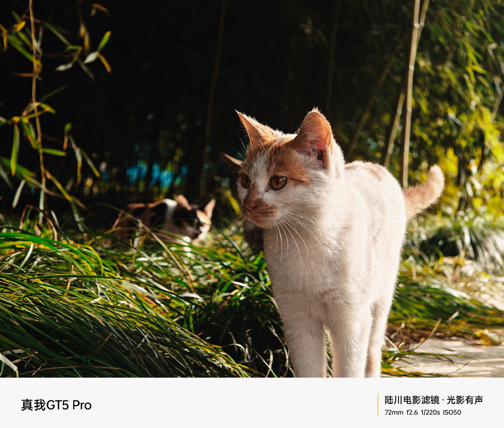 Realme GT 5 Pro’s 50MP IMX890 periscope telephoto camera samples released - Gizmochina