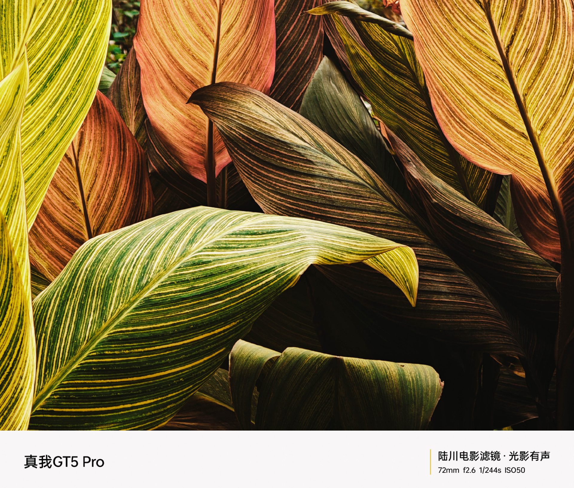 Realme GT 5 Pro’s 50MP IMX890 periscope telephoto camera samples ...