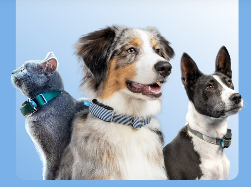 Invoxia Unveils Minitailz Smart Pet Tracker at CES 2024 - Gizmochina