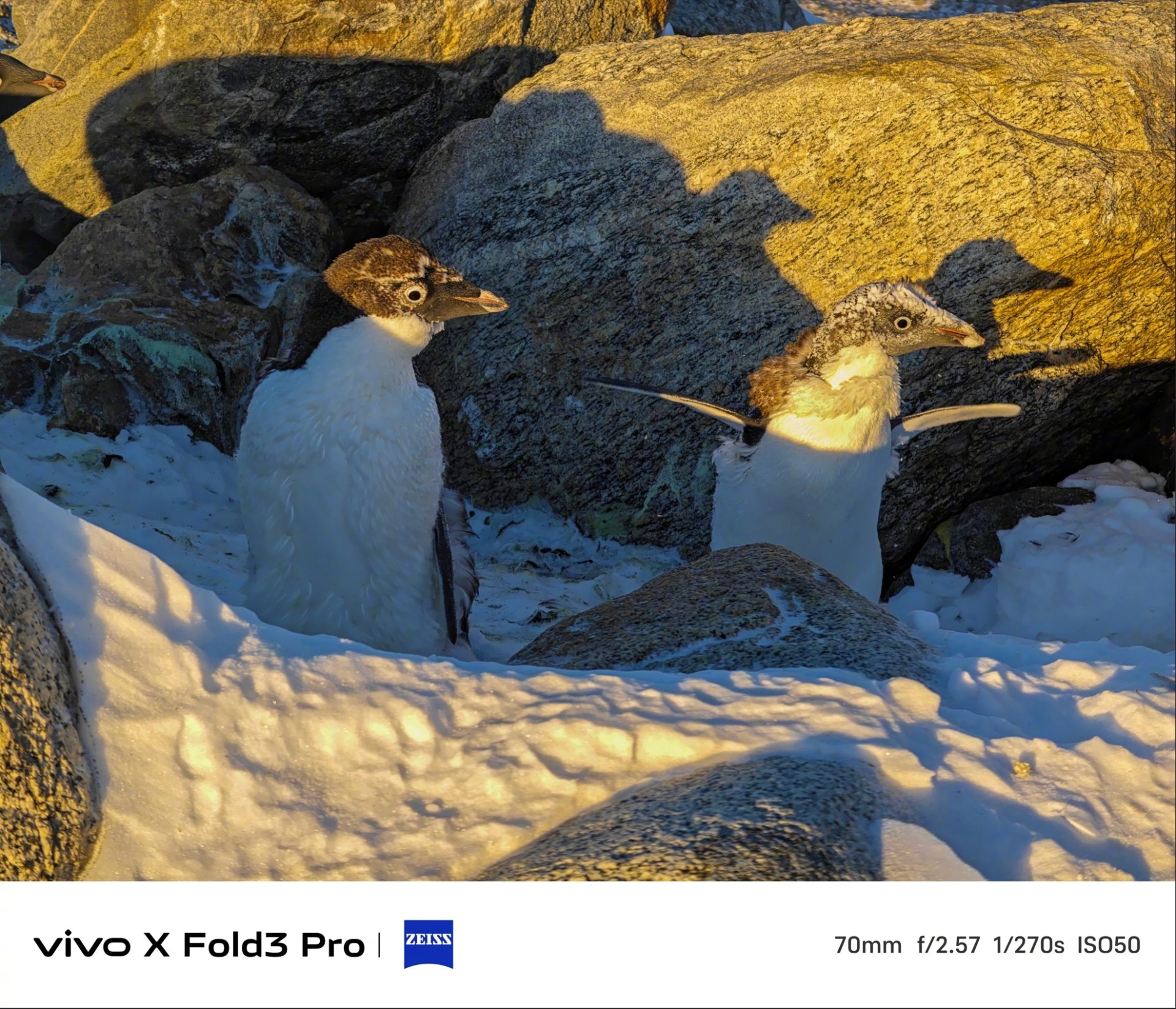 Vivo X Fold 3 Pro camera samples leak out ahead of launch - Gizmochina