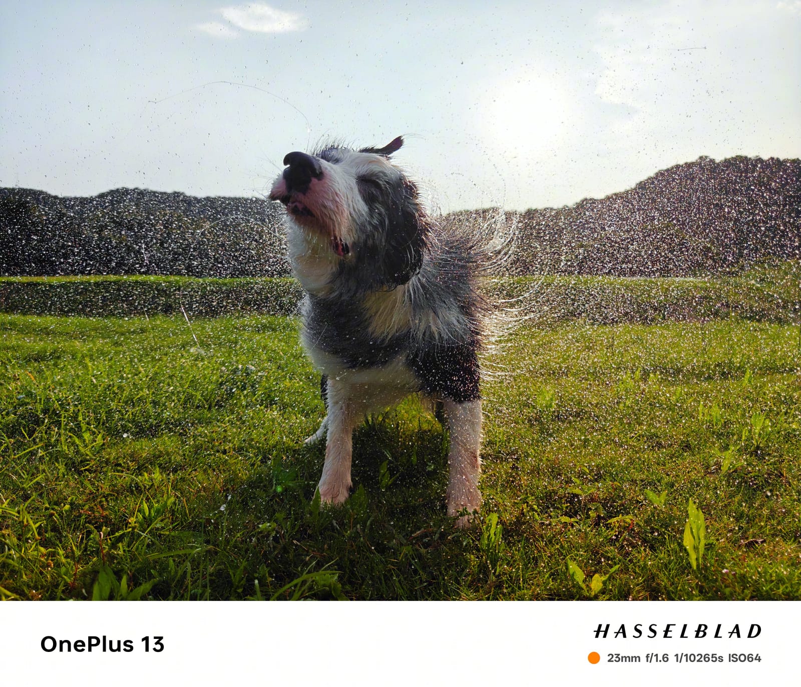 OnePlus 13 camera samples show impressive Motion Capture and Portrait ...