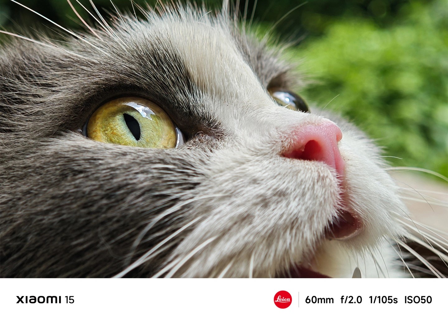 Xiaomi 15 / 15 Pro official image samples showcase camera improvements ...