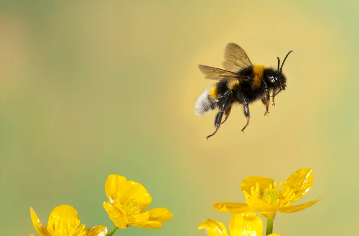 Bees stopped Meta from building world's first nuclear-powered AI data ...